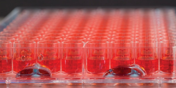 Edge 2.0 96-Well Plates | 伯新科技股份有限公司